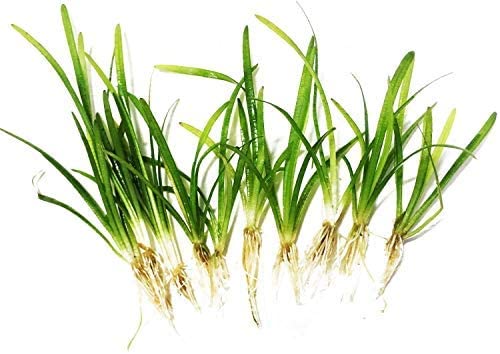 Micro Sword vs Dwarf Hairgrass [9 Factors Compared] - Home Forestry