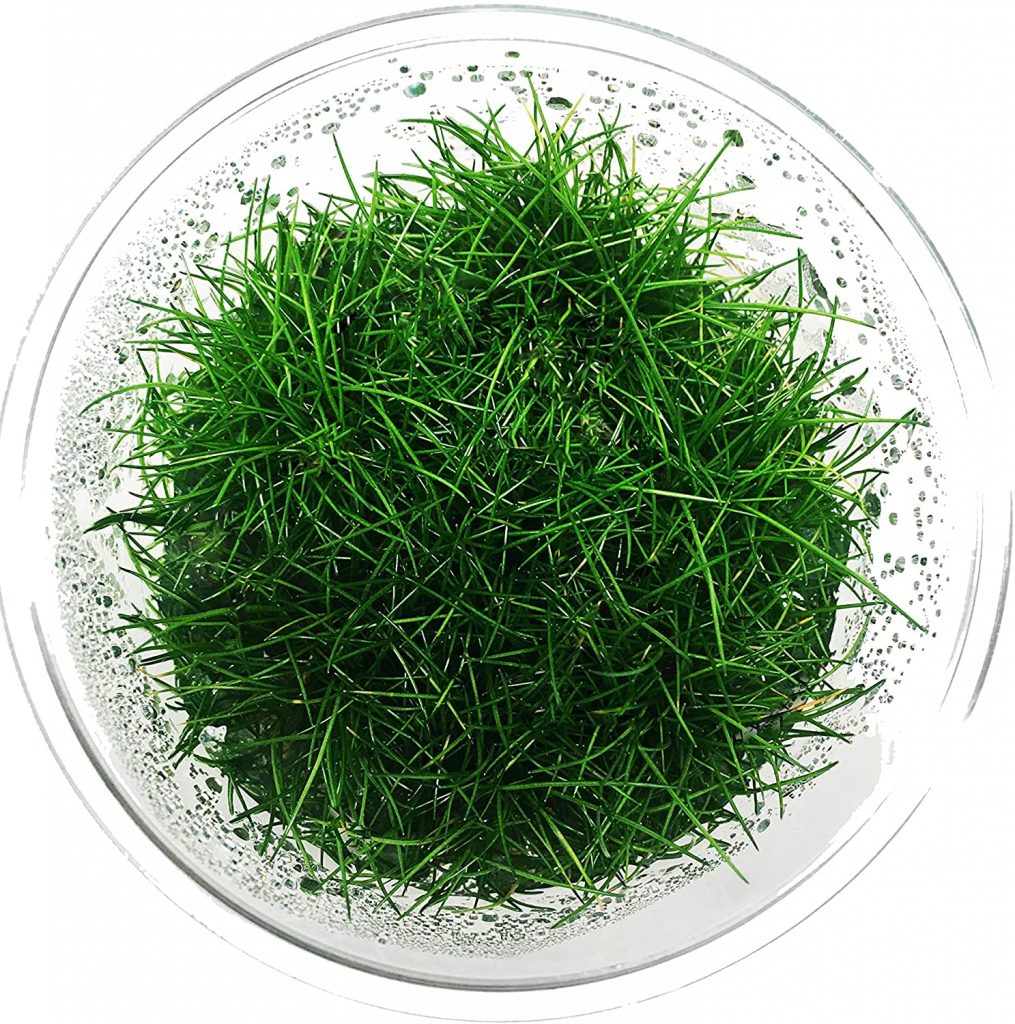 Micro Sword vs Dwarf Hairgrass [9 Factors Compared] - Home Forestry
